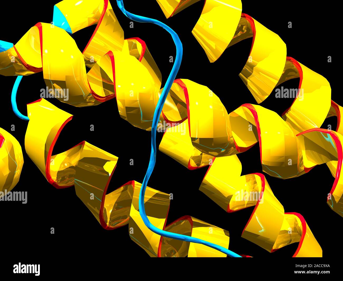 Leptin Molecule Computer Model Of Part Of A Molecule Of Leptin A