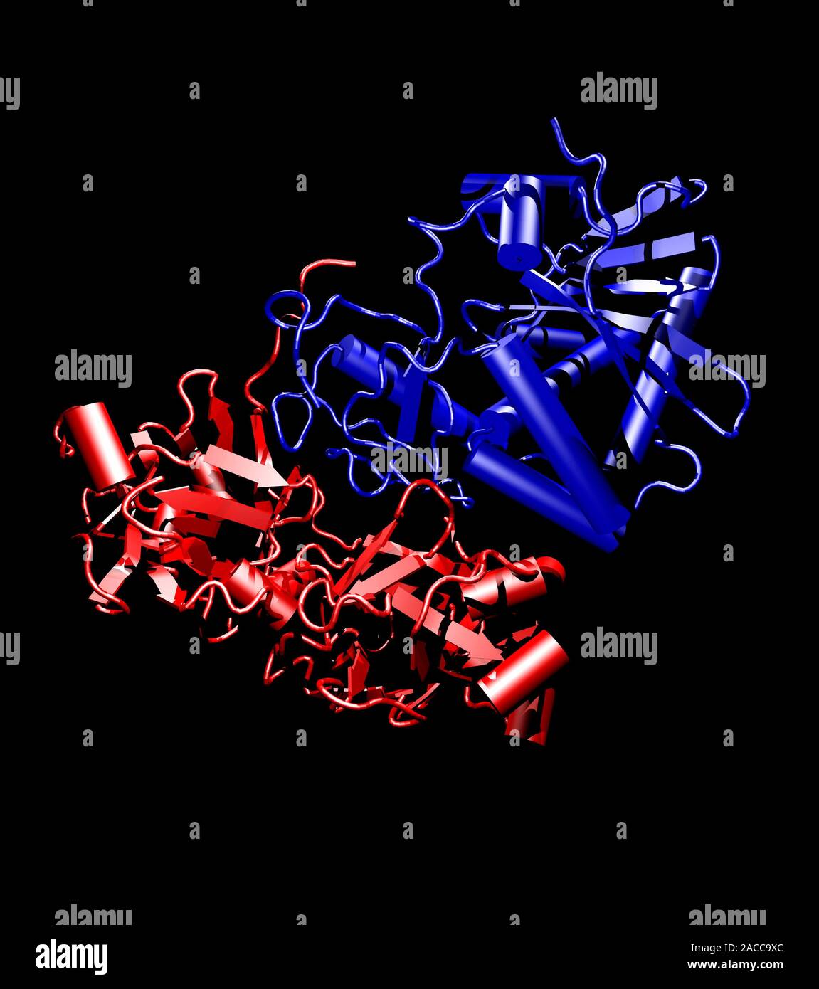 Ricin. Computer model of a molecule of the toxic protein ricin. It ...