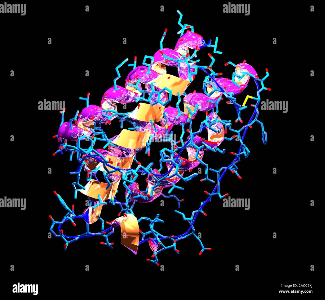 Leptin Molecule Computer Model Of A Molecule Of Leptin A Protein