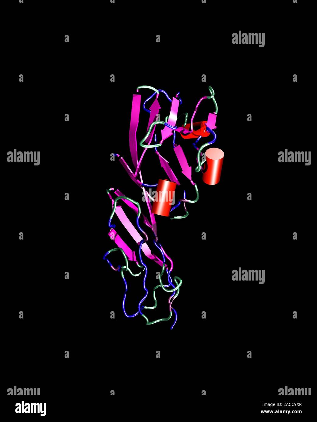 CD4 protein. Computer model of a molecule of the CD4 protein that plays ...
