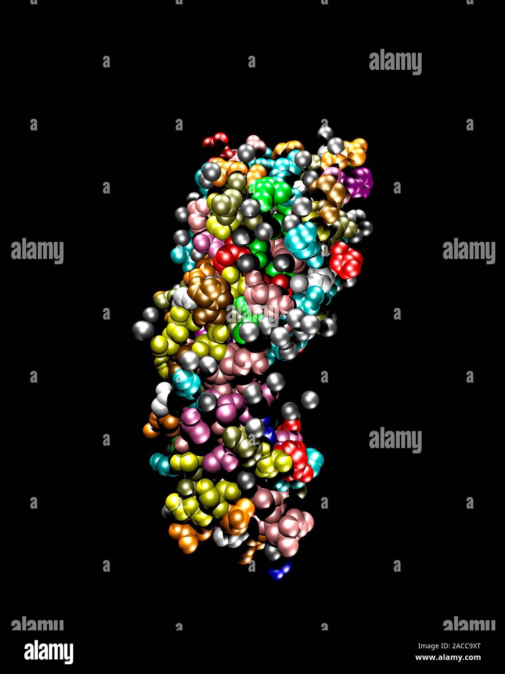 CD4 protein. Computer model of a molecule of the CD4 protein that plays ...
