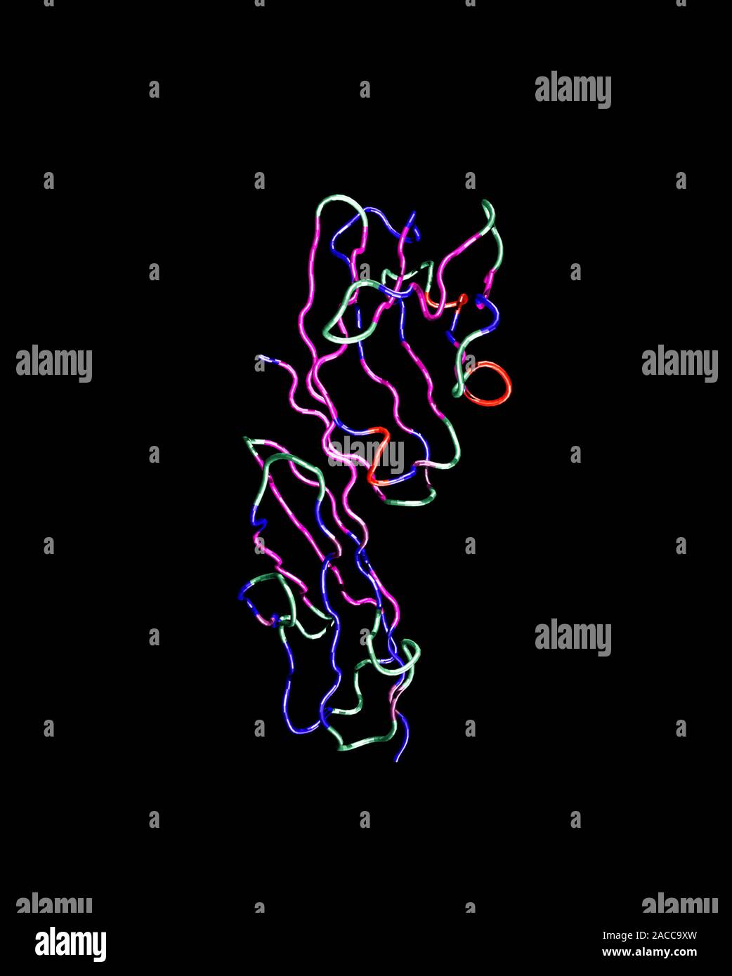 CD4 protein. Computer model of a molecule of the CD4 protein that plays ...