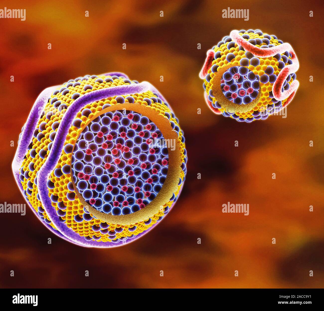 Cholesterol particles. Computer artwork of low- density (LDL, right ...