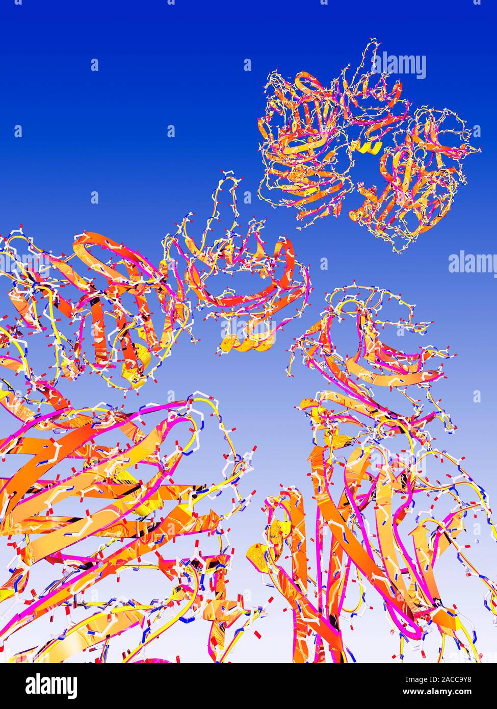 C-reactive proteins, computer artwork. C-reactive proteins (CRPs) are ...