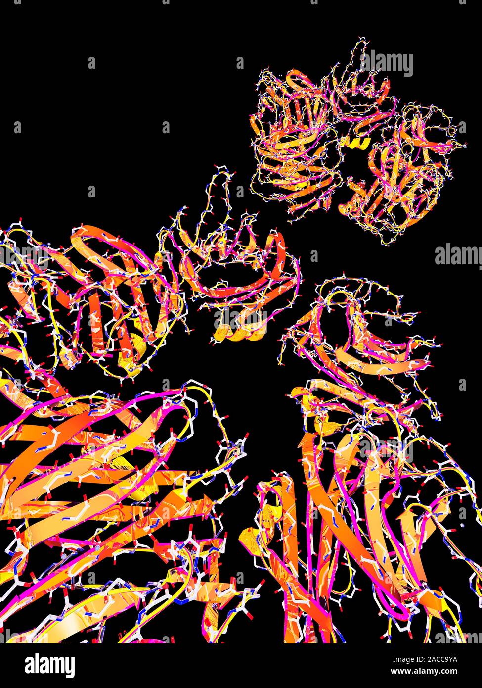 C-reactive proteins, computer artwork. C-reactive proteins (CRPs) are ...