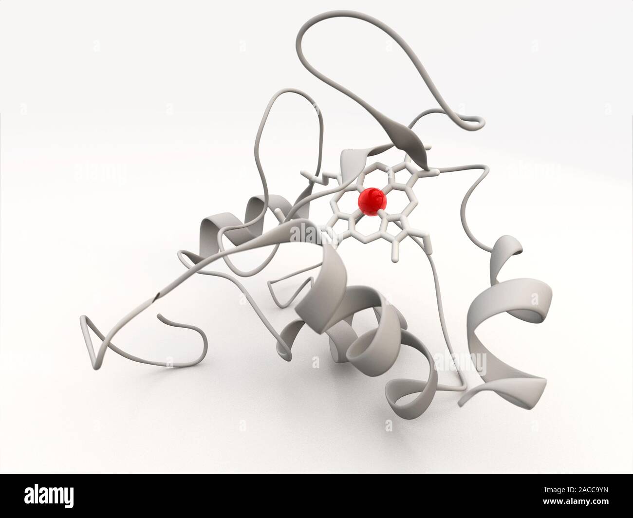 Cytochrome c. Computer artwork of the molecular structure of the ...