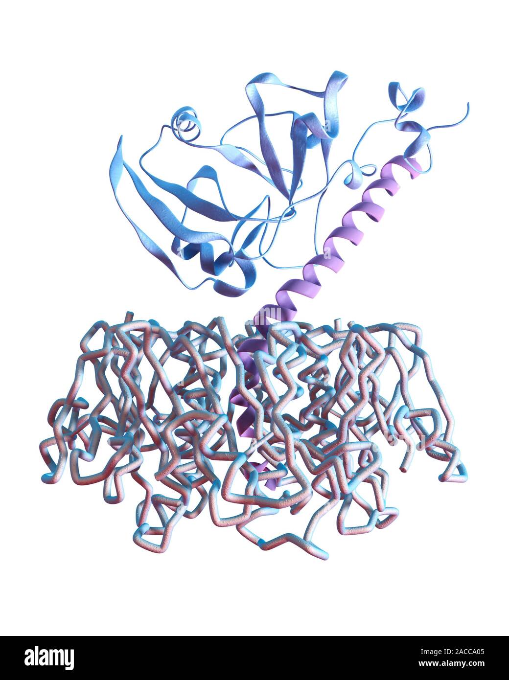 Cholera toxin. Computer artwork of the structure of cholera enterotoxin ...