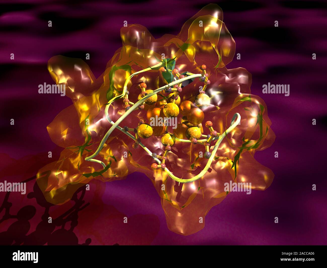 Metallothionein protein molecule. Computer artwork of a molecule of the ...