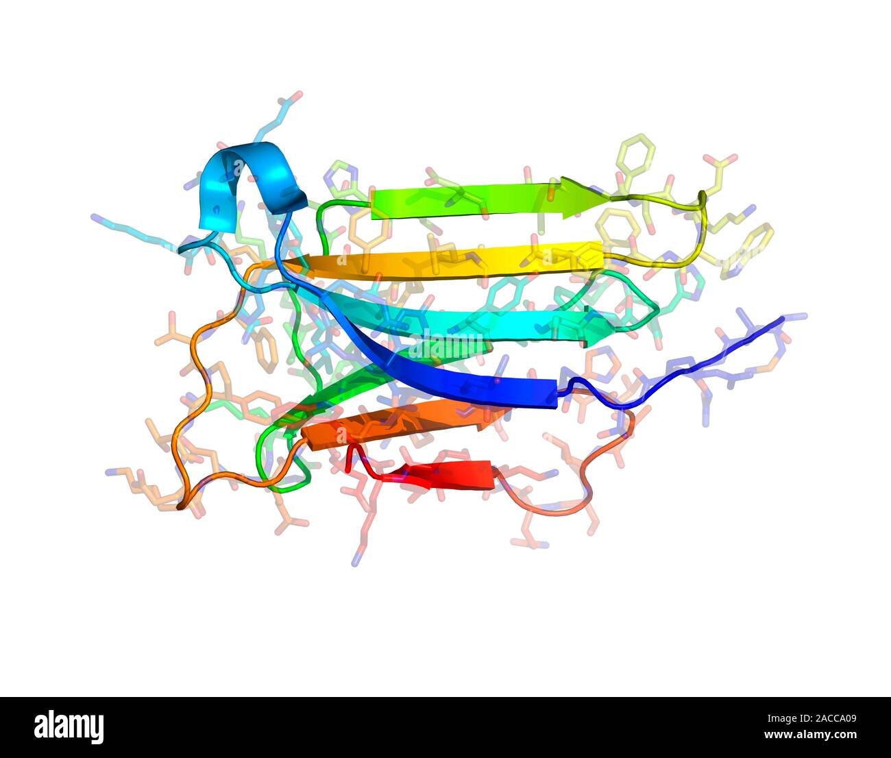 Microglobulin protein. Molecular models of two overlapping views of the ...
