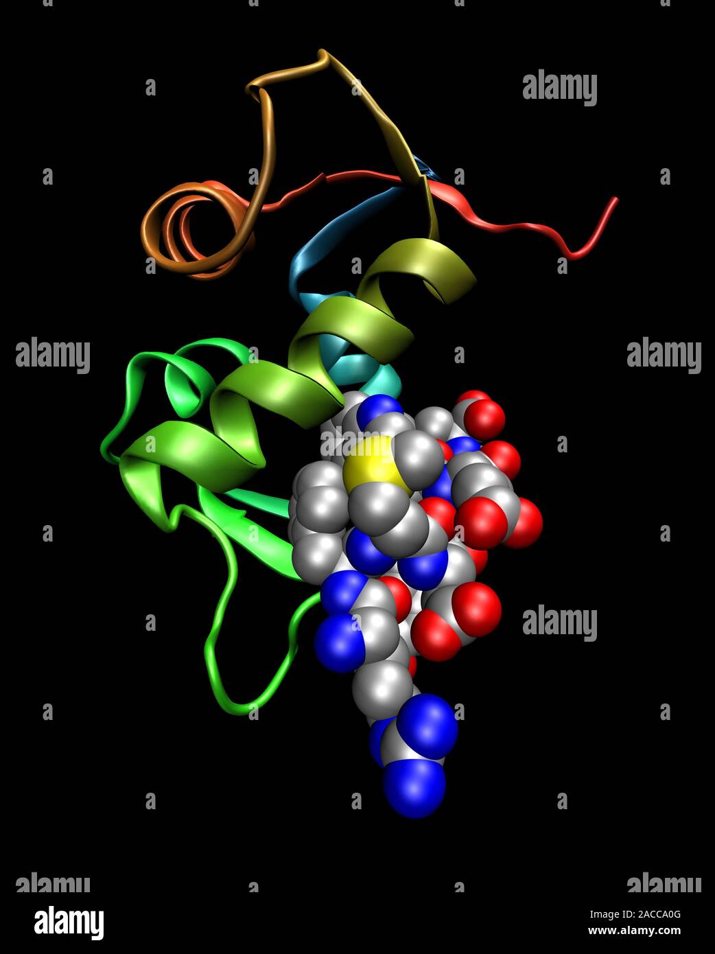Tumour protein p53 binding to Mdm2 protein. Mdm2 protein is shown as ...