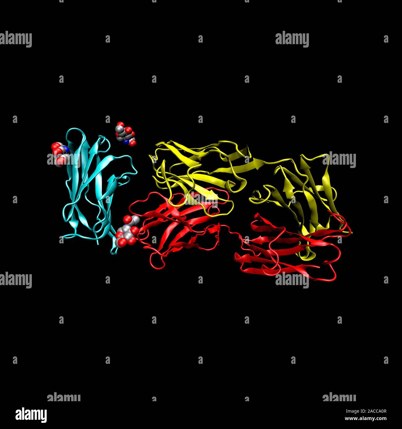 TGN1412 drug molecule. Computer model showing the secondary structure ...