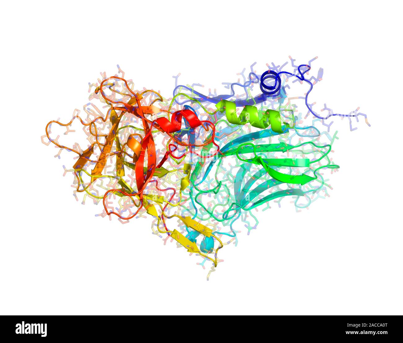 Tetanus toxin C-fragment, molecular model. This is a fragment of the ...