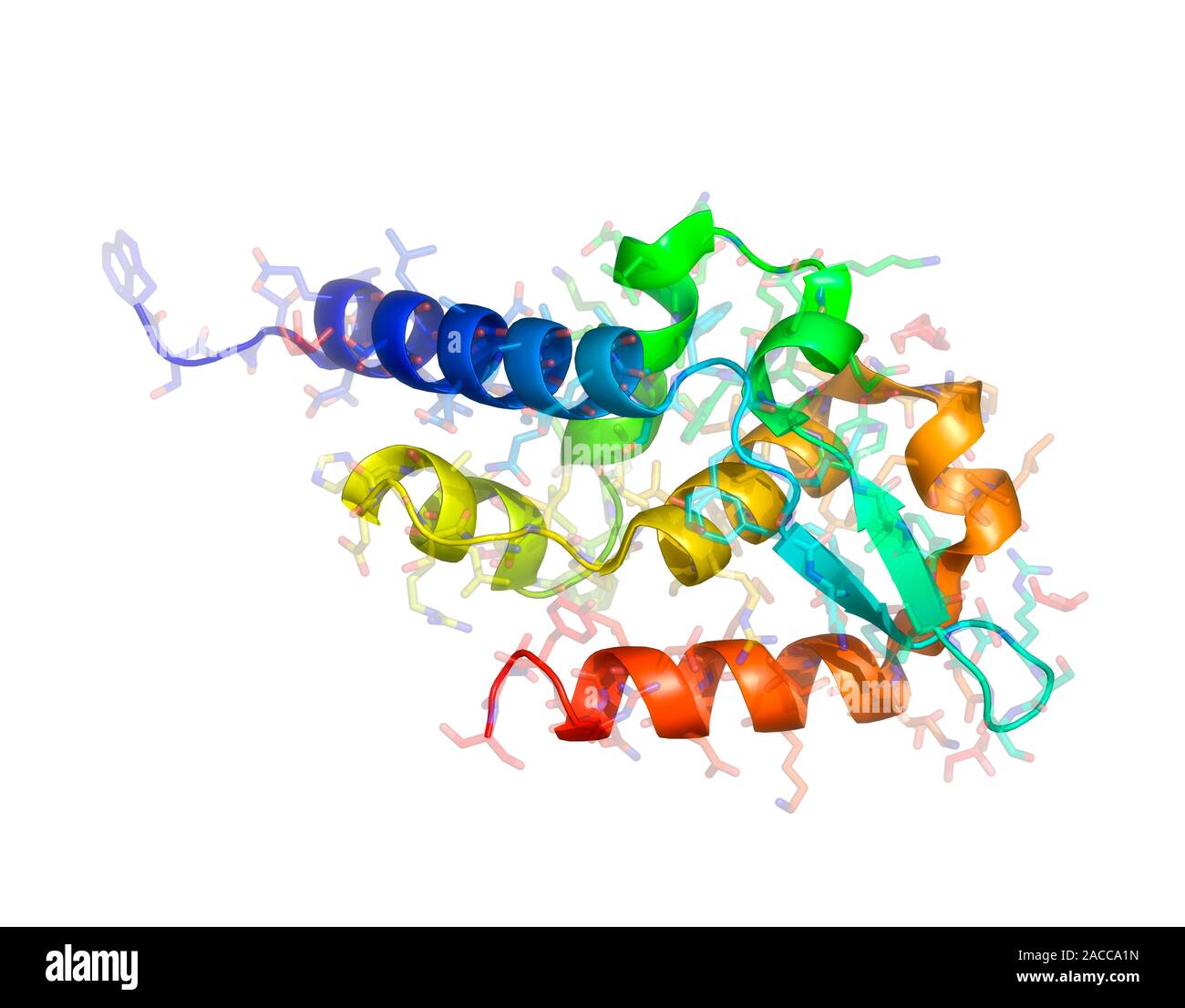 RNA polymerase from rabies virus, molecular model. This is a single ...