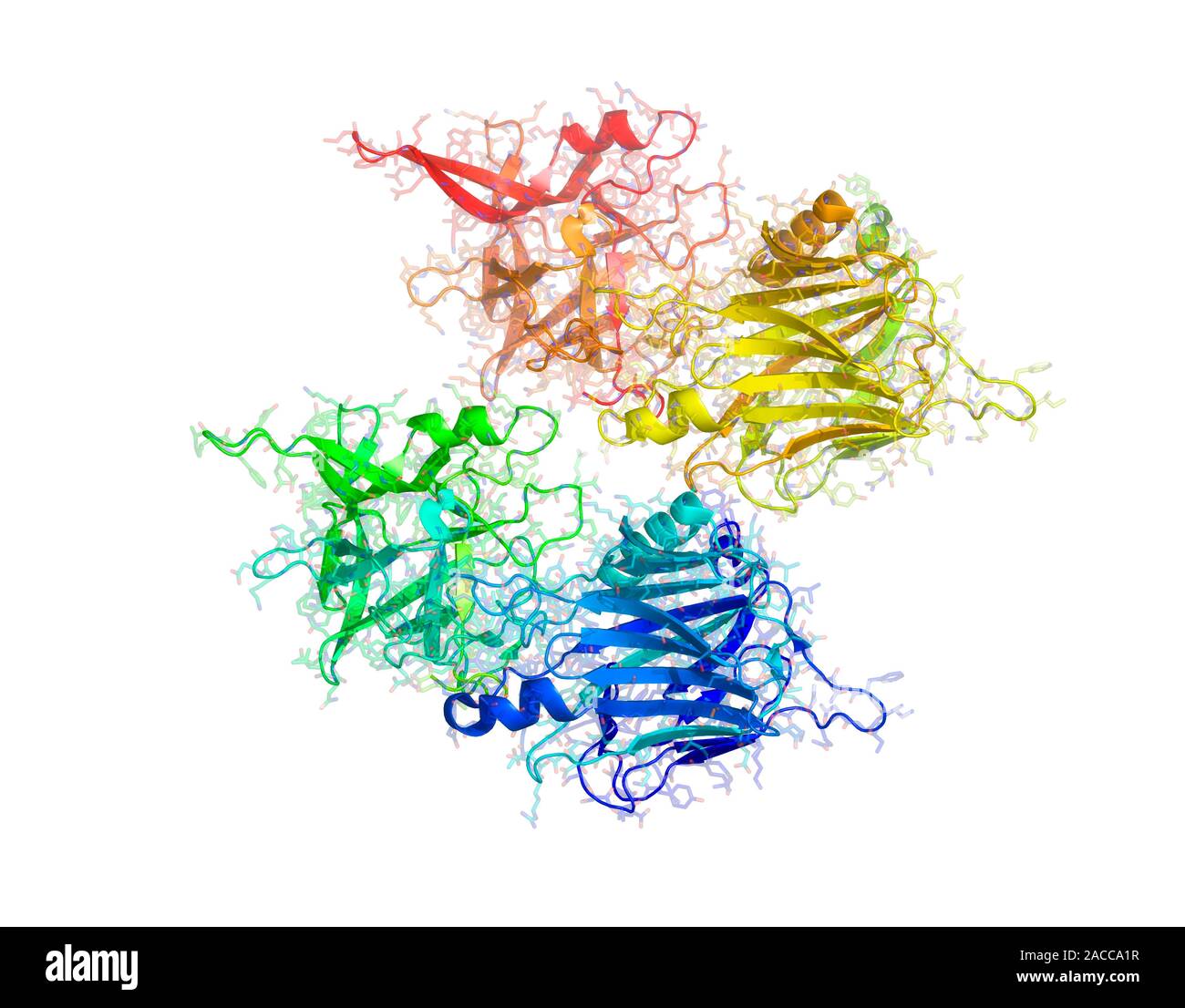 Botulinum type B neurotoxin, molecular model. This powerful toxin ...