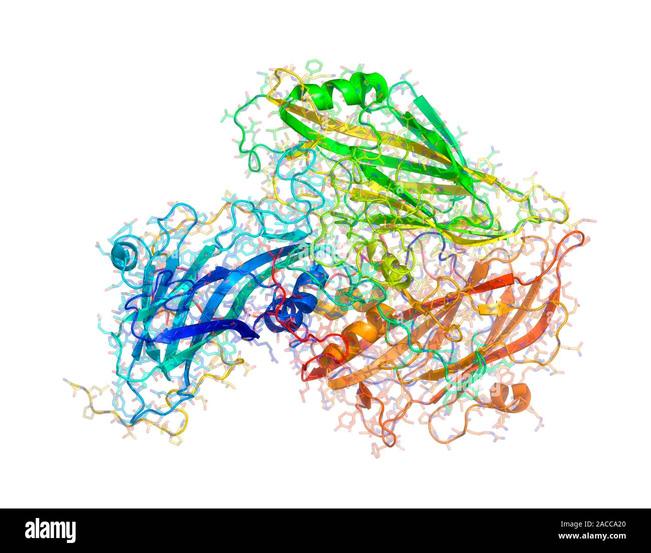 Human rhinovirus capsid proteins, molecular model. These are proteins ...