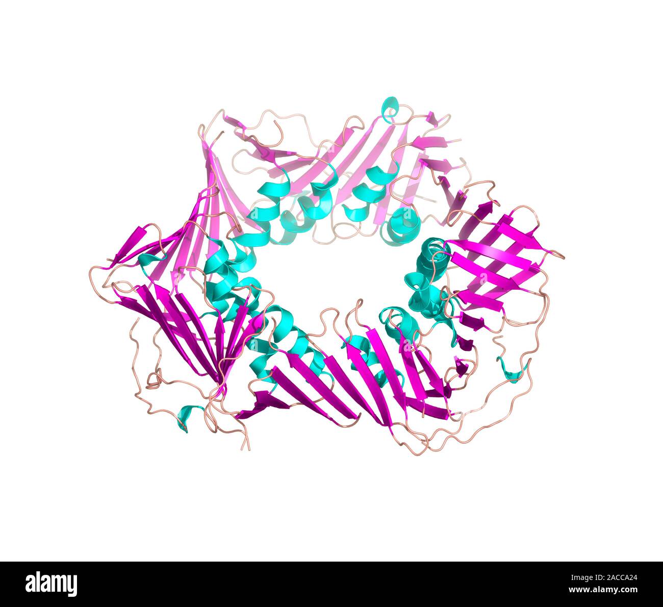 Proliferating cell nuclear antigen molecule. Computer model of the secondary structure of the ...