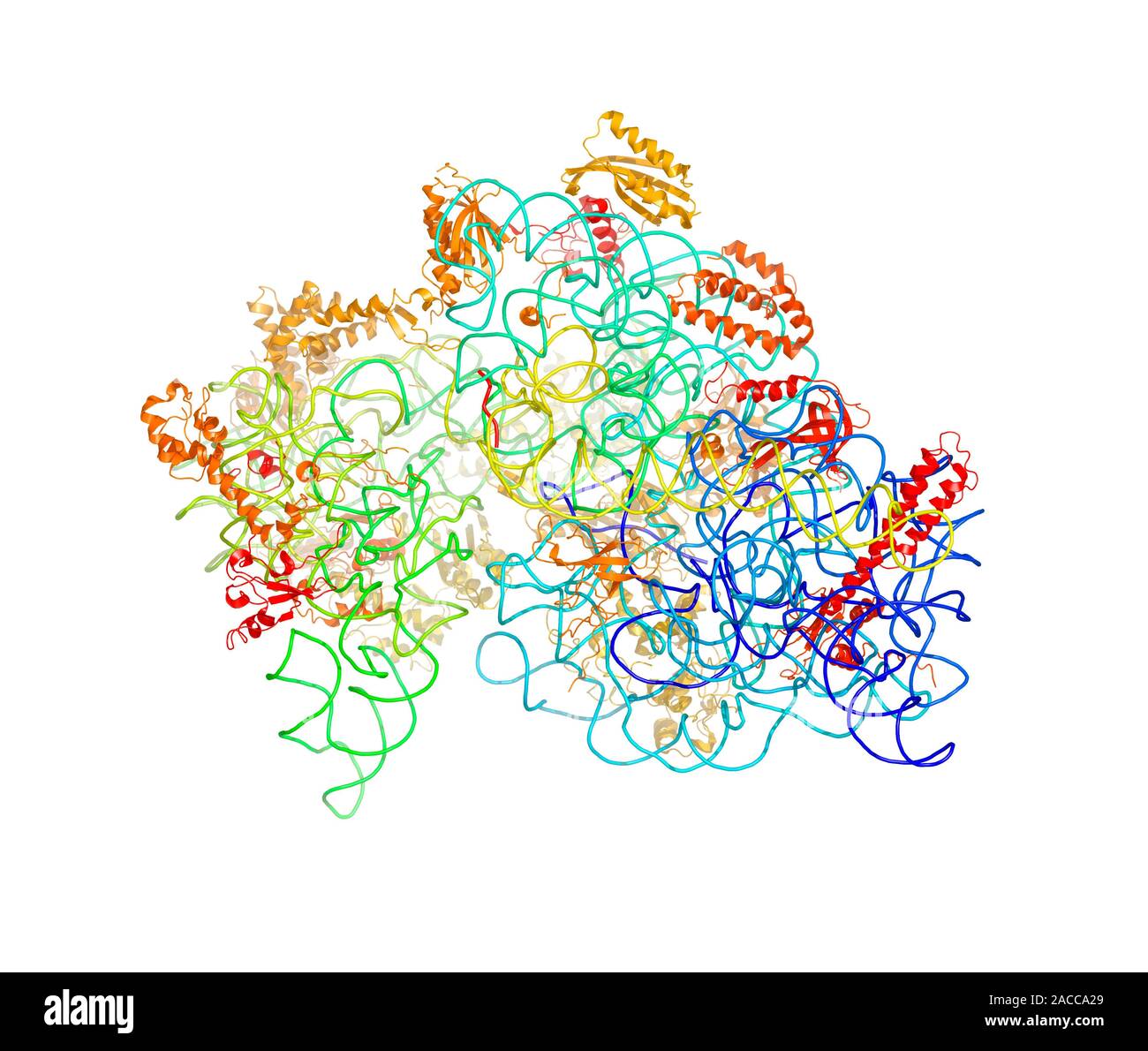 Bacterial ribosome. Computer model showing the secondary structure of a ...