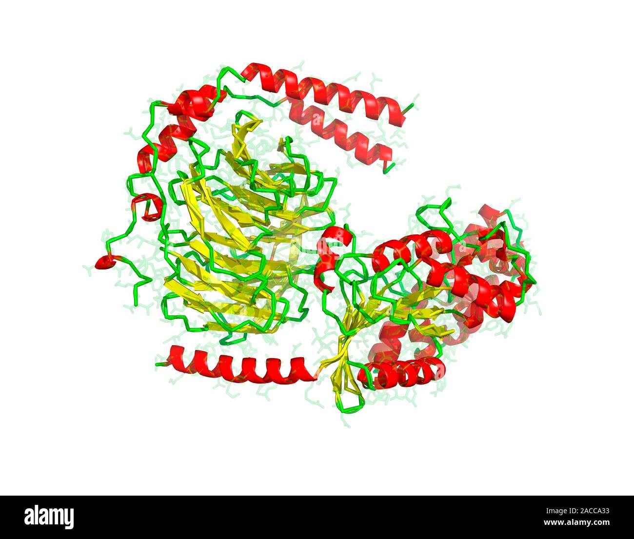 Heterotrimeric G protein complex molecule. Computer model showing the ...