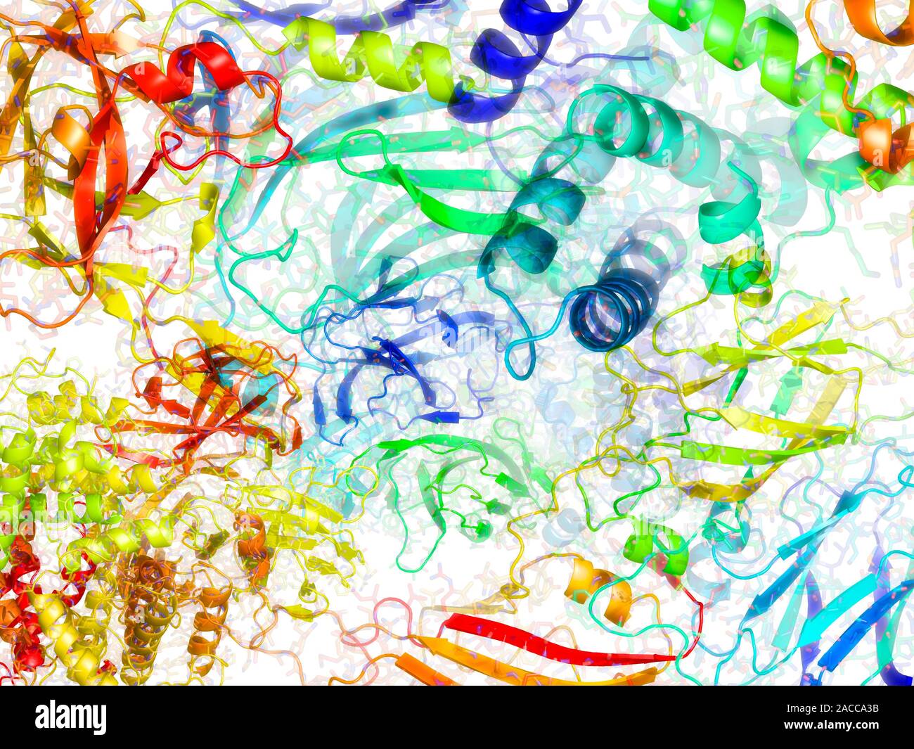 Secondary structure of proteins, computer artwork. The secondary ...
