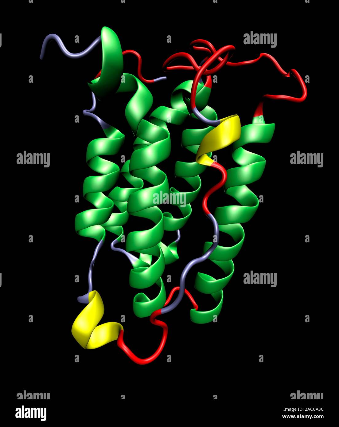 Interferon Molecule Computer Model Showing The Secondary Structure Of A Molecule Of Interferon