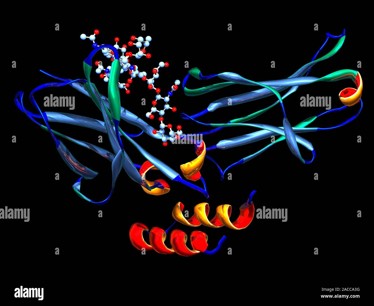 Rituximab drug molecule. Computer model showing the secondary structure ...