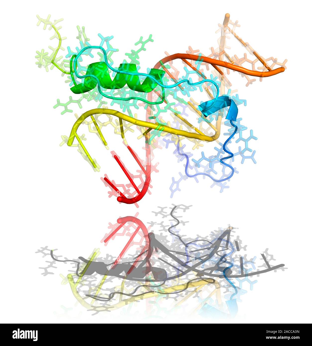 GAGA transcription factor molecule. Molecular model showing the primary ...