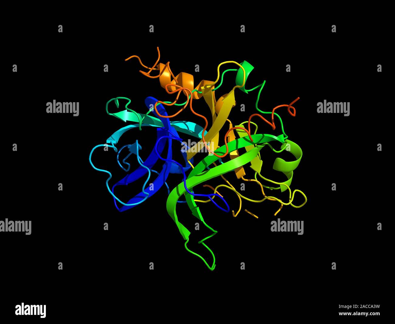 Thrombin protein, computer model. Thrombin is a protein involved in the ...