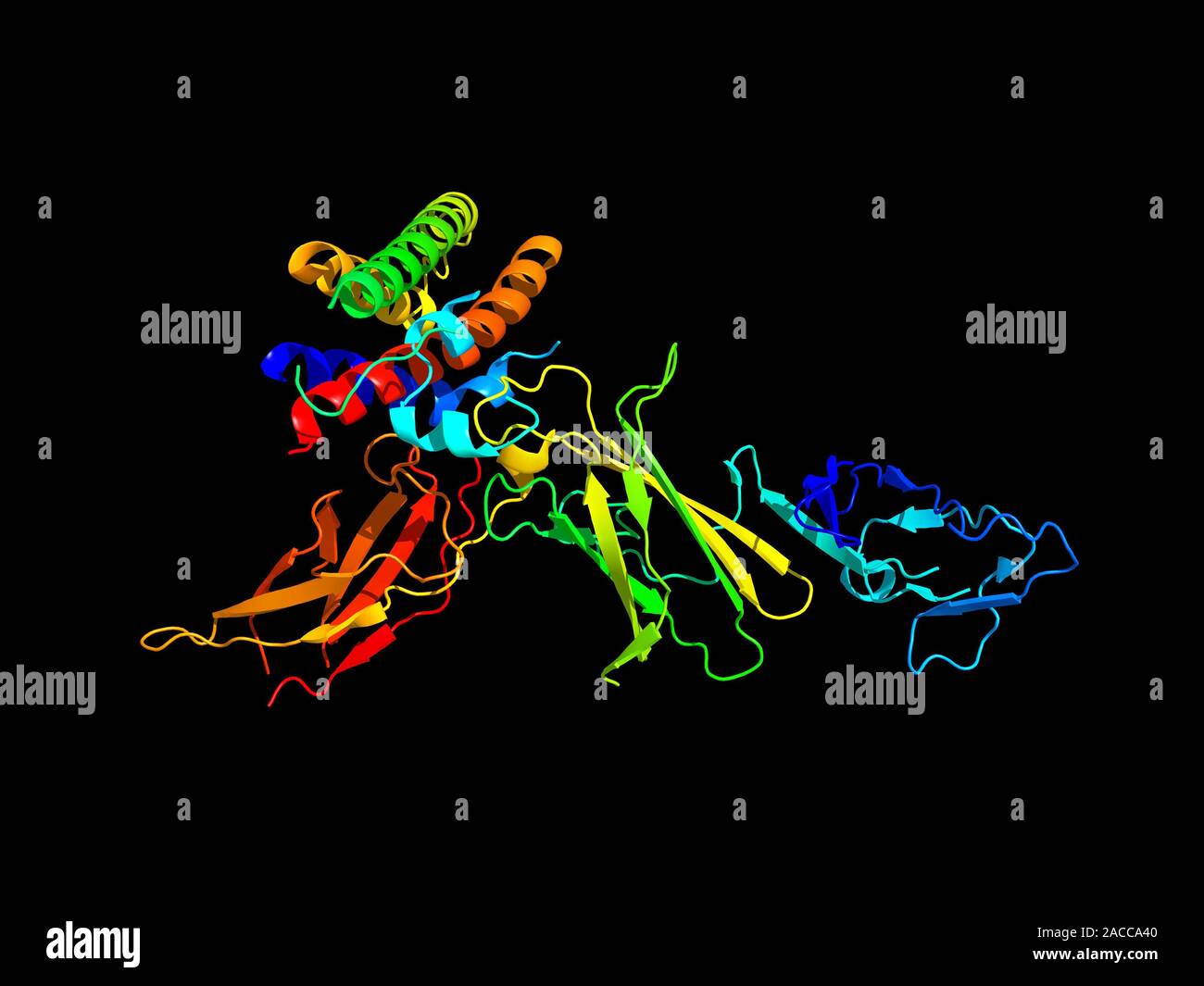 Interleukin-12 protein molecule. Molecular model of a molecule of the ...