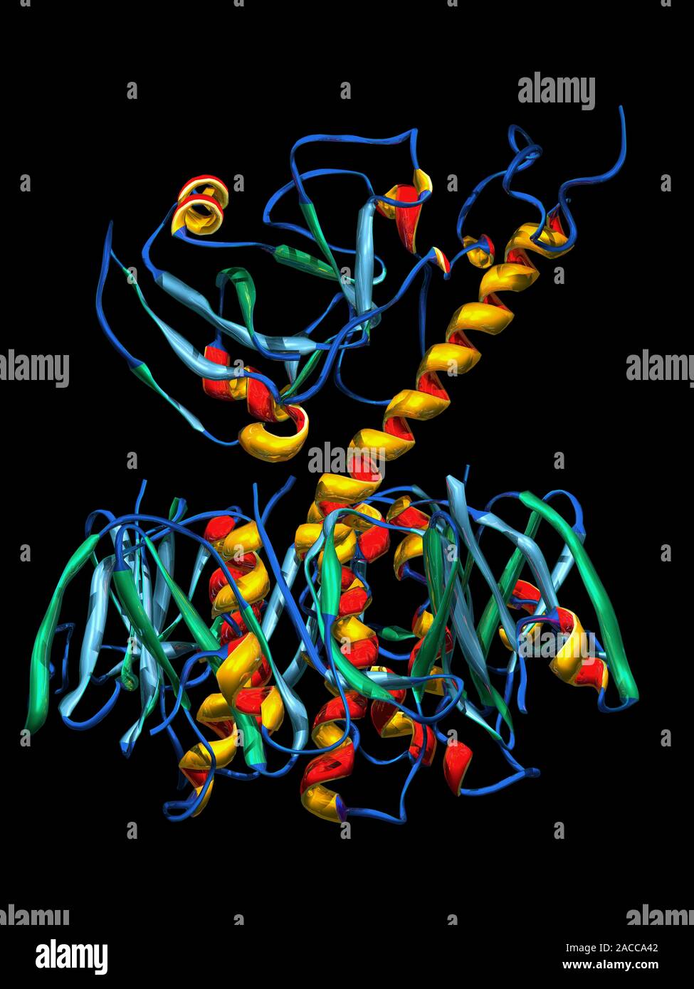 Cholera toxin. Molecular model of the secondary structure of cholera ...