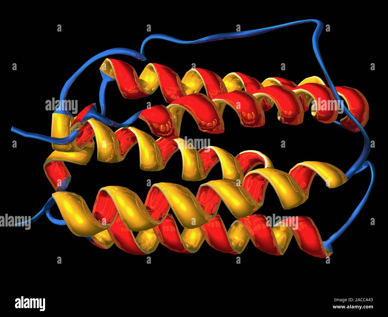 Interferon. Molecular model showing the secondary structure of a ...