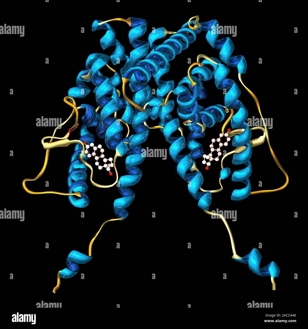 Oestrogen receptor. Molecular model of the secondary structure of the ...