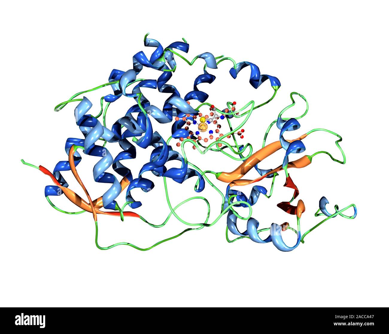 Cytochrome P450 Protein Molecular Model Showing The Secondary Structure Of Cytochrome P450