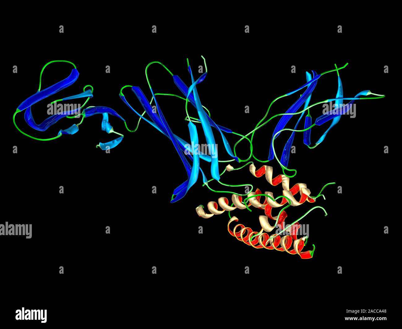 Interleukin-12 protein molecule. Molecular model of the secondary ...