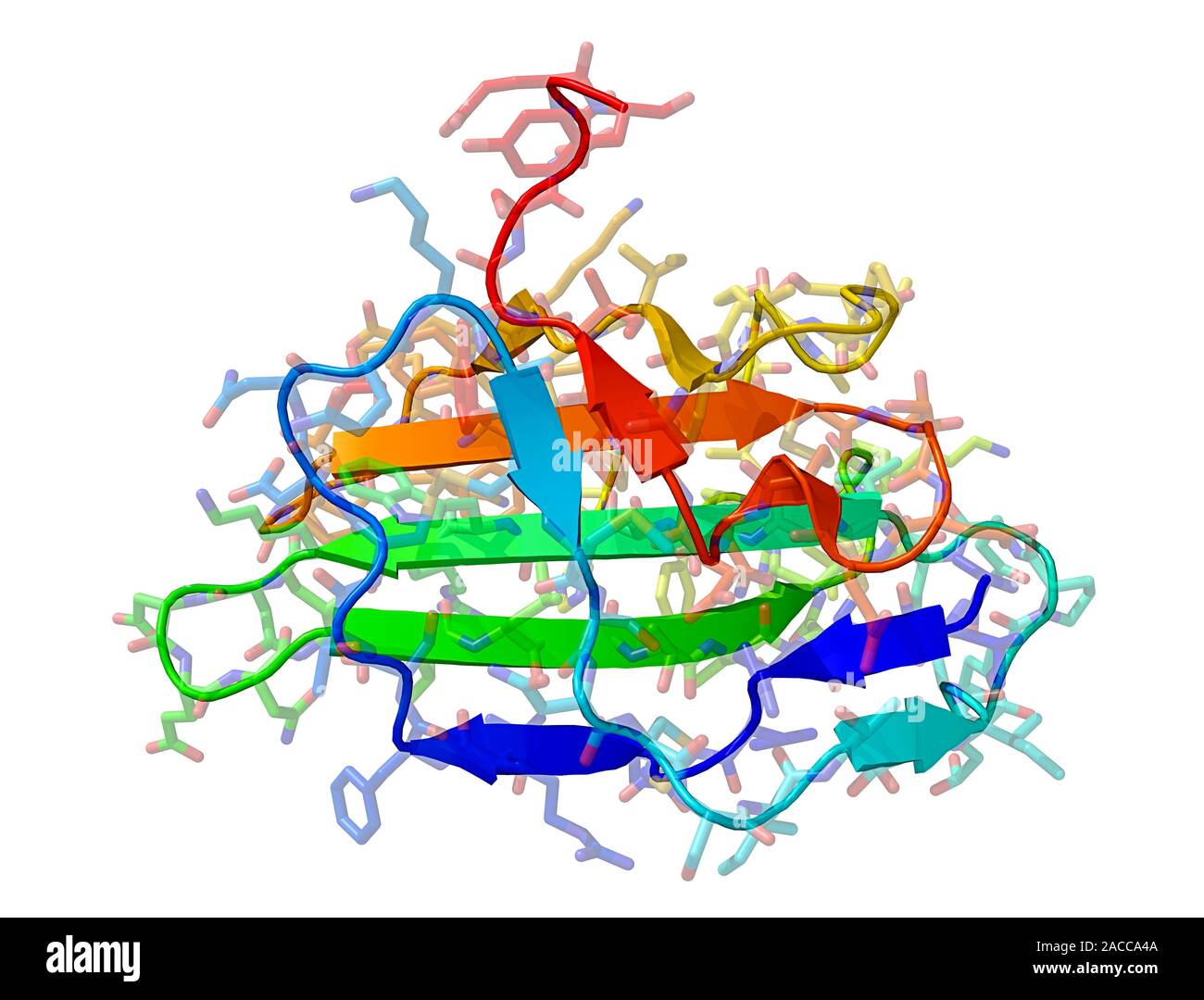 TGF beta molecule. Molecular model showing the primary (rods) and ...