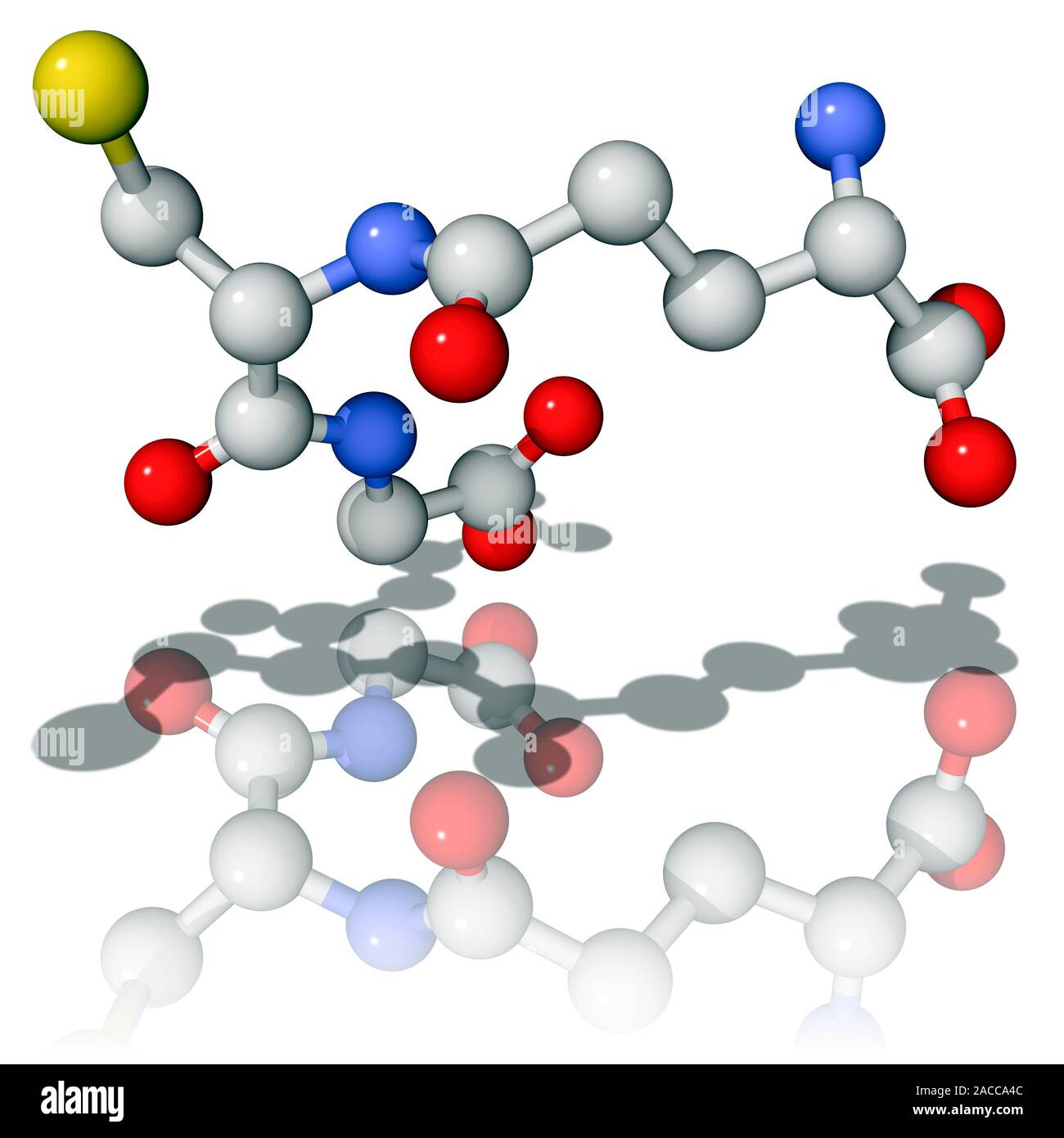 Glutathione. Molecular model of the antioxidant glutathione (GST). GST ...