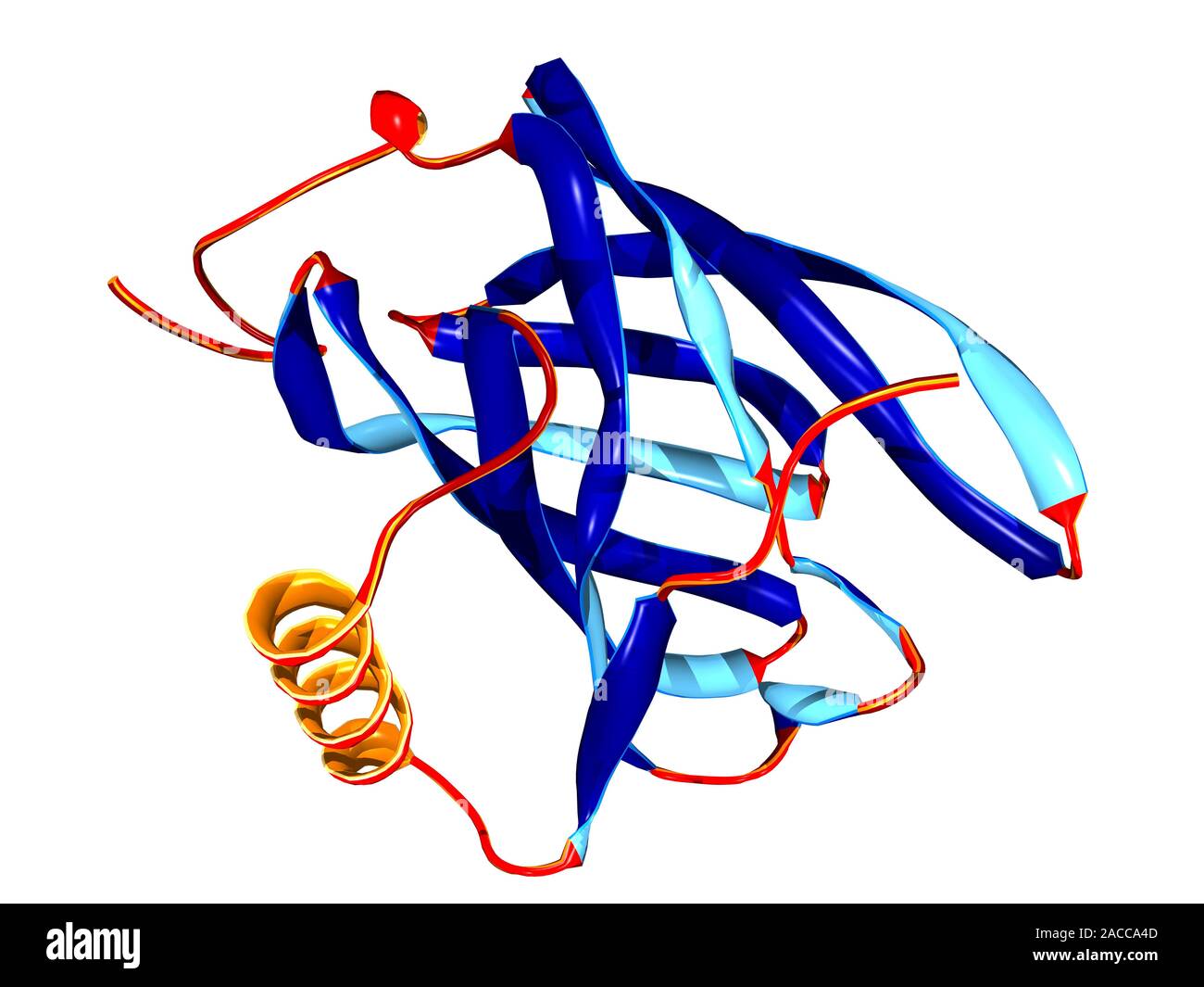 Mouse urinary protein (MUP), molecular model. MUP refers to a family of ...