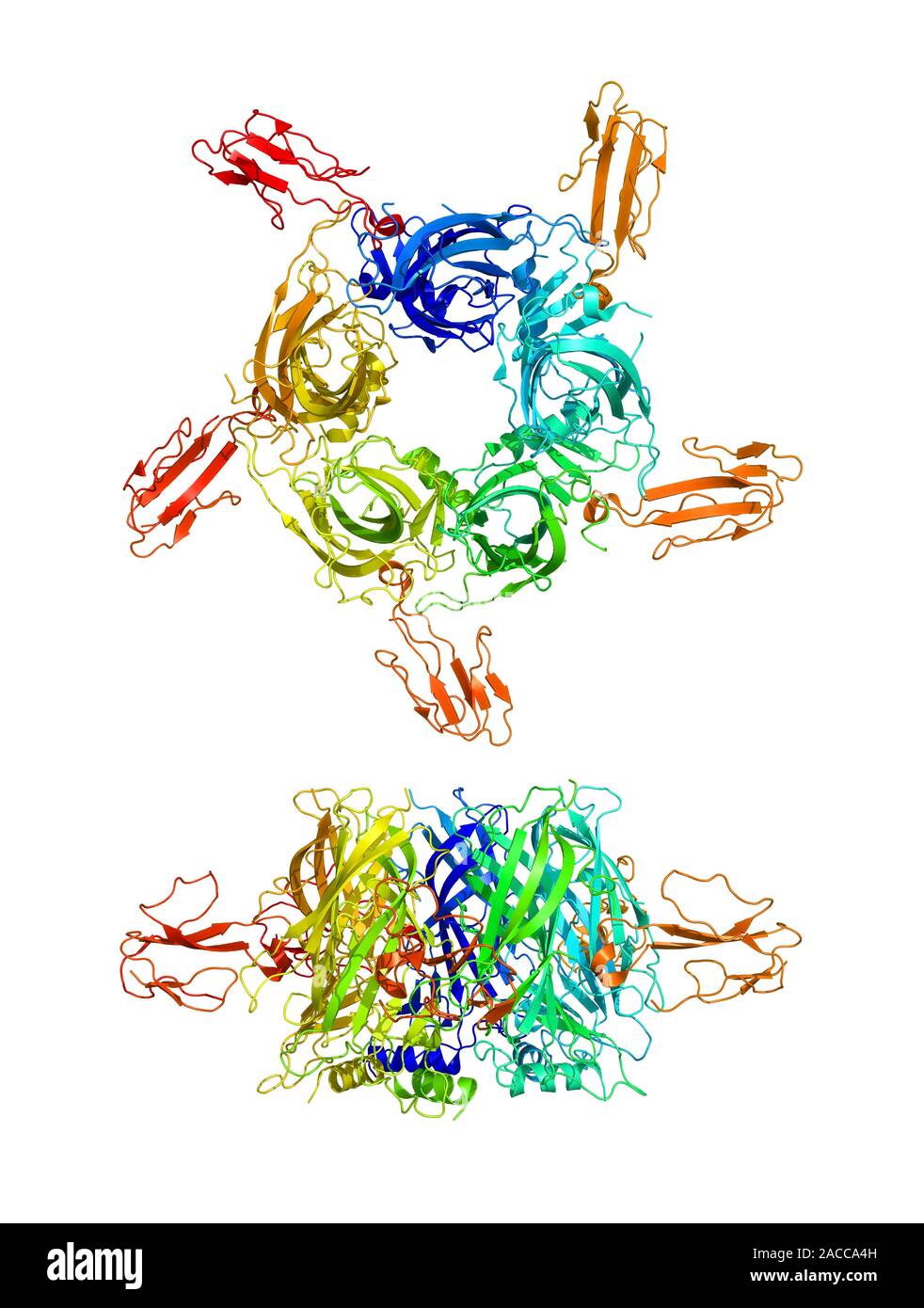Cobra (Naja sp.) venom action. Molecular model showing top (upper ...