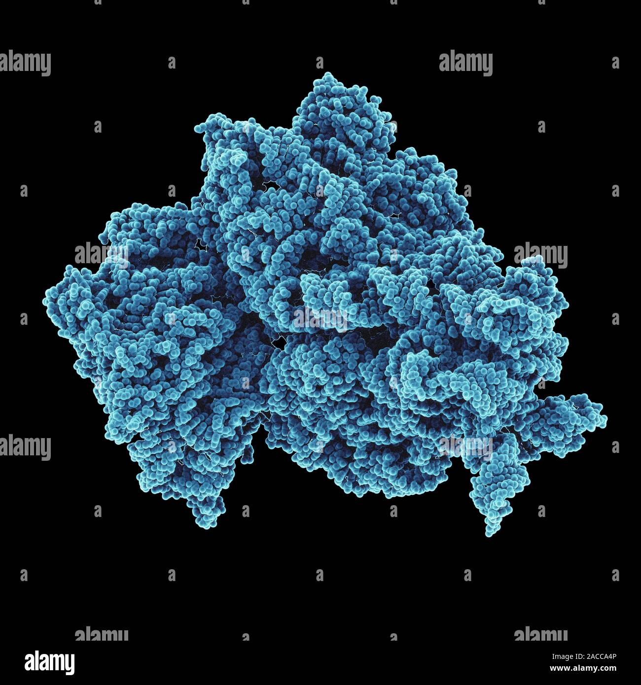 Bacterial ribosome. Molecular model showing the structure of a 30S ...