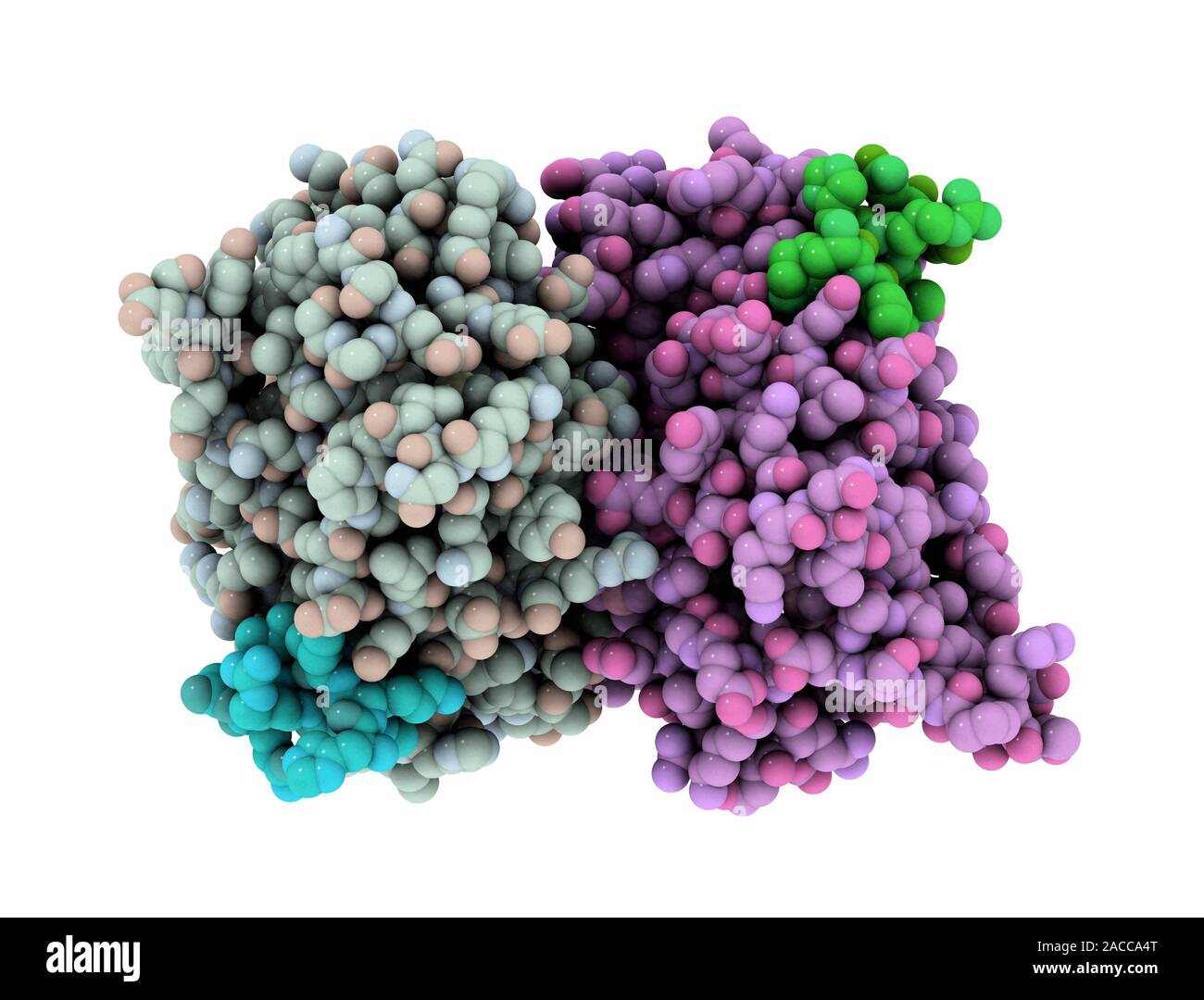 Oestrogen receptor. Molecular model of the primary structure of an ...