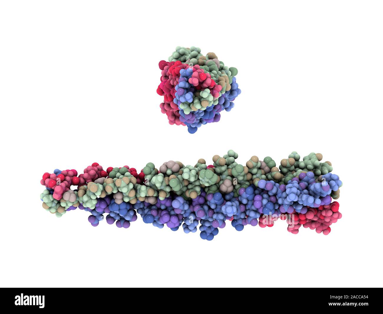 Sars Virus Surface Protein Molecular Models Showing Two Views Of The