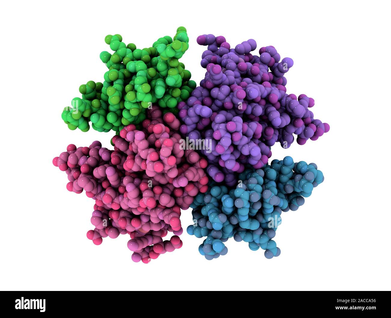 Transthyretin. Molecular model of the thyroid hormone binding protein ...