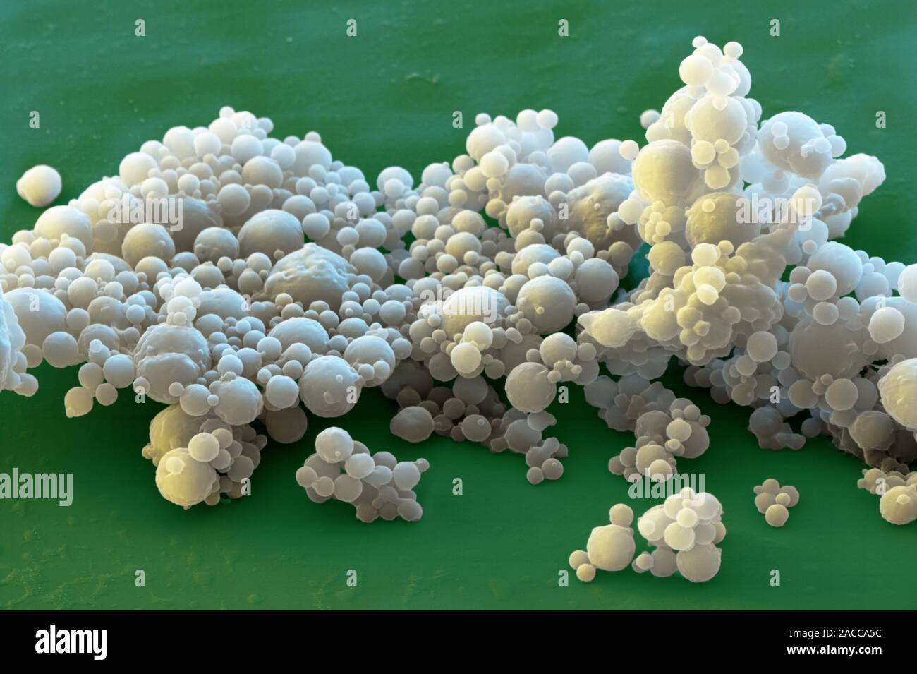R16 protein, coloured scanning electron microscope (SEM). This ...