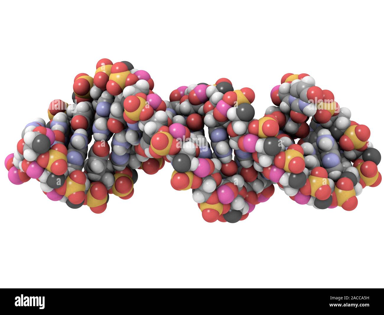 RNA-editing enzyme combined with RNA. Computer model showing the mRNA ...
