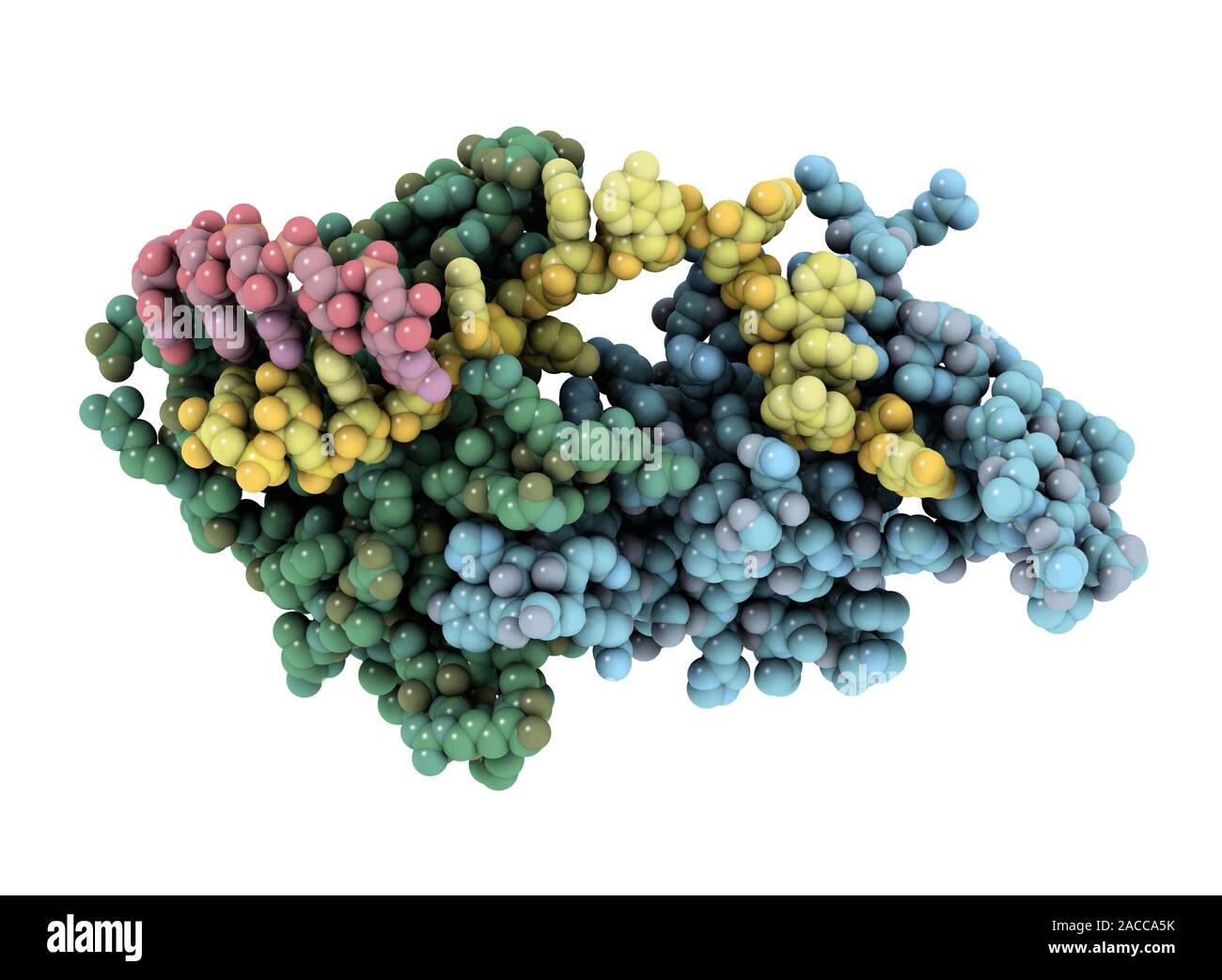 RNA-binding protein complex. Computer model showing a guide RNA-binding ...