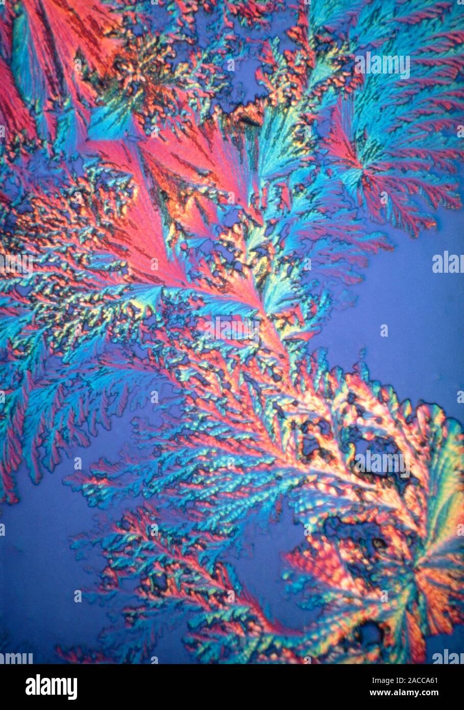 Polarised light micrograph of crystalline adrenalin (epinephrine ...