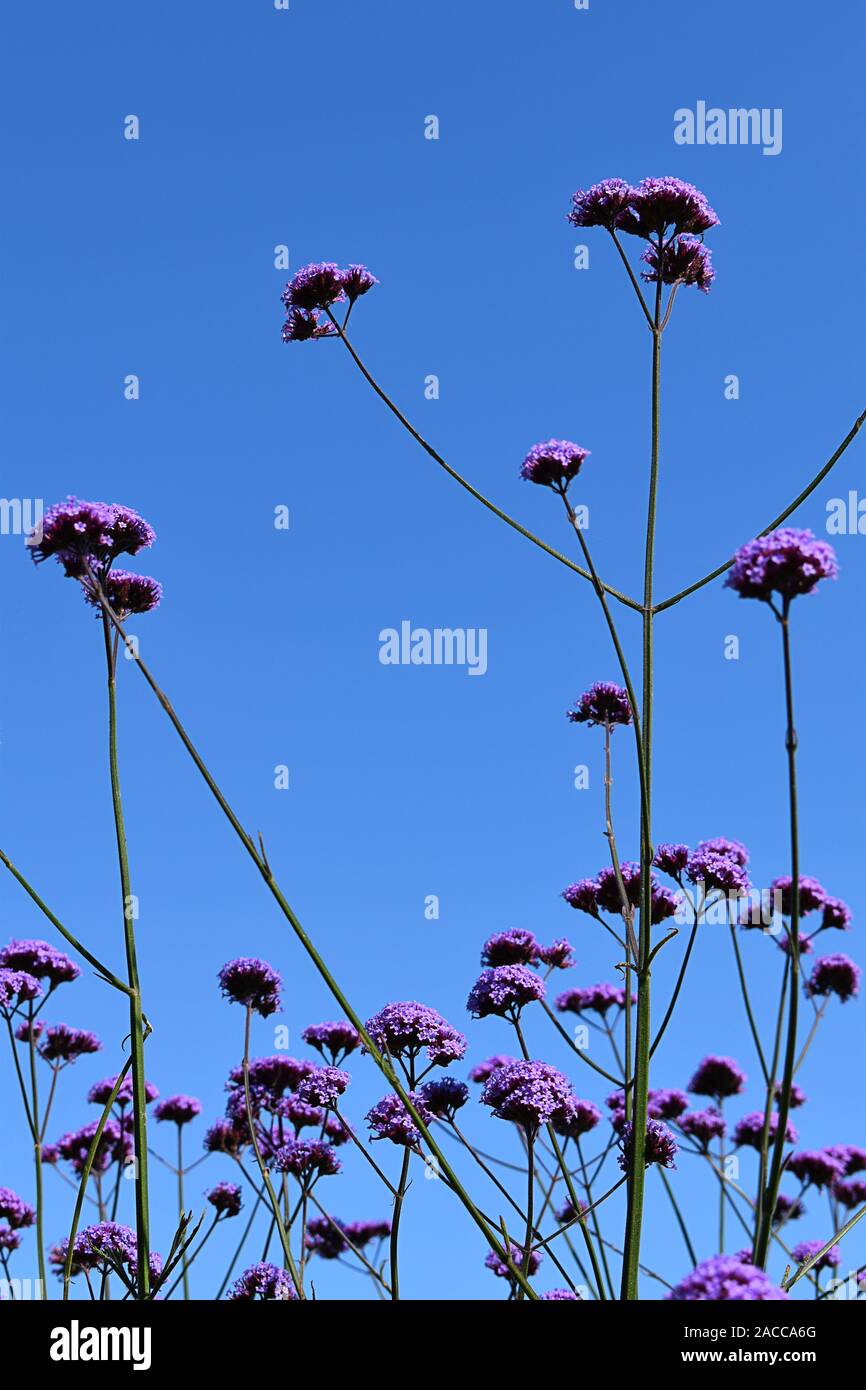Blue verbena bonariensis hi-res stock photography and images - Alamy