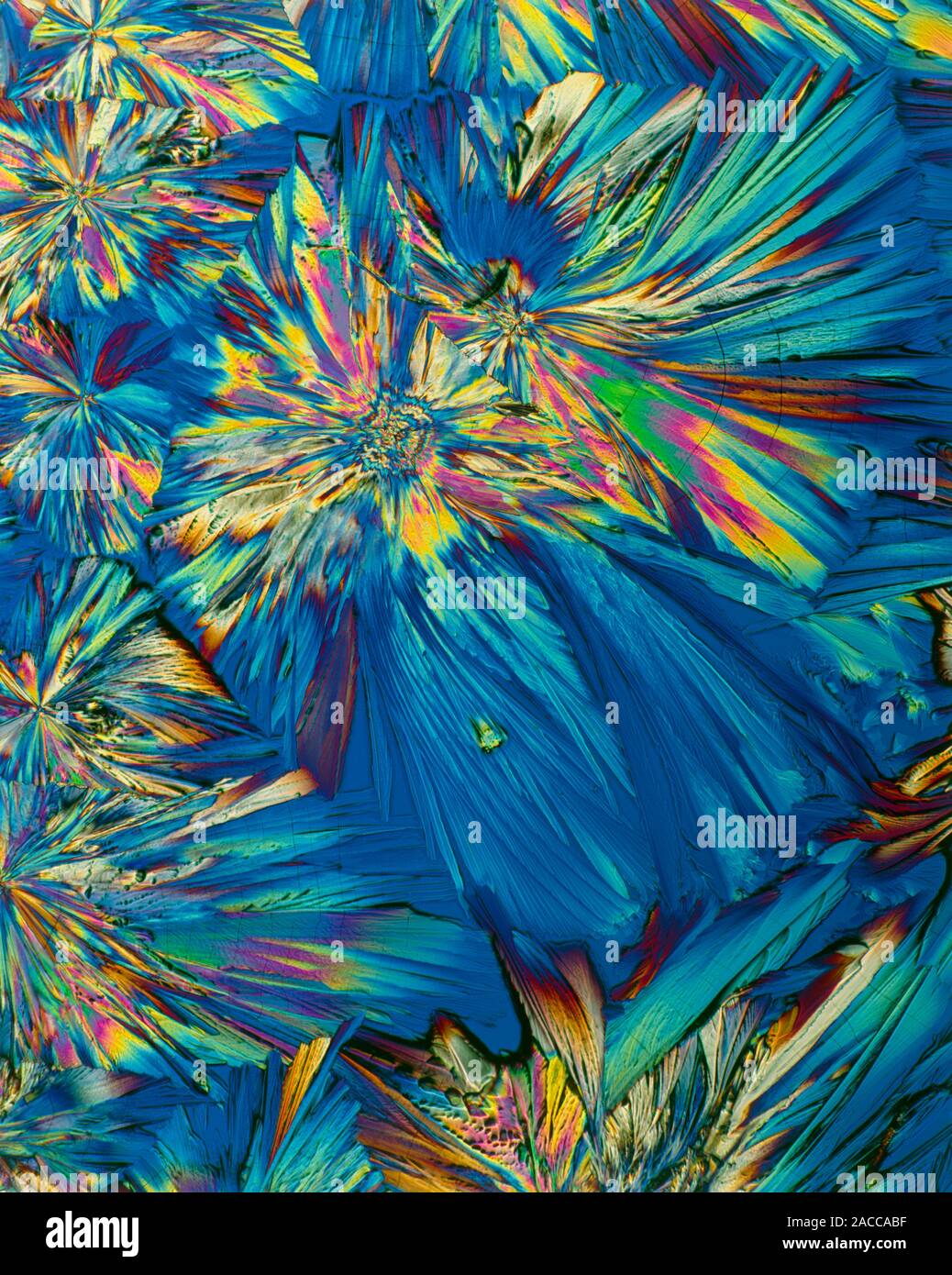 Adrenaline. Polarized light micrograph of crystals of adrenaline ...