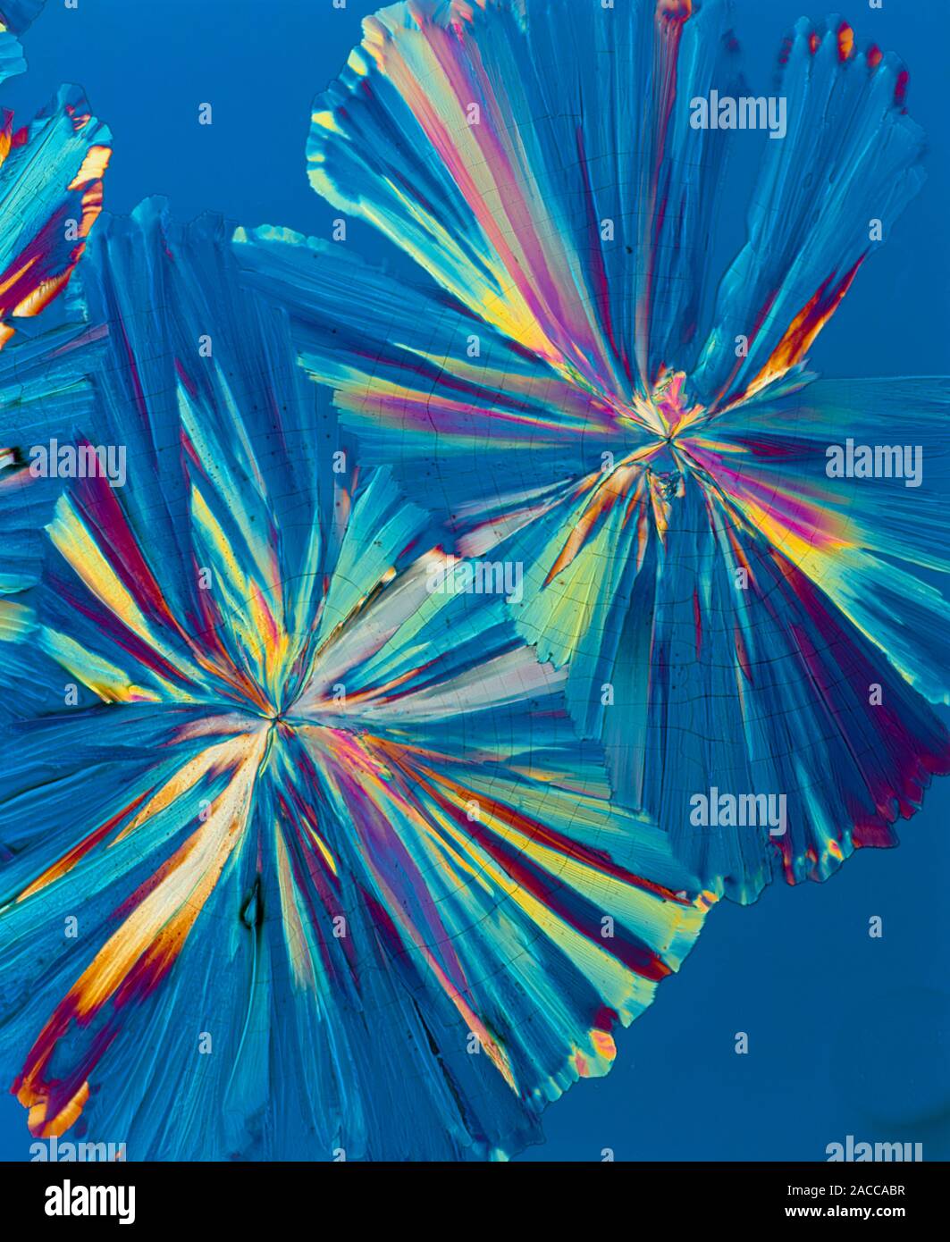 Adrenaline. Polarized light micrograph of crystals of adrenaline ...