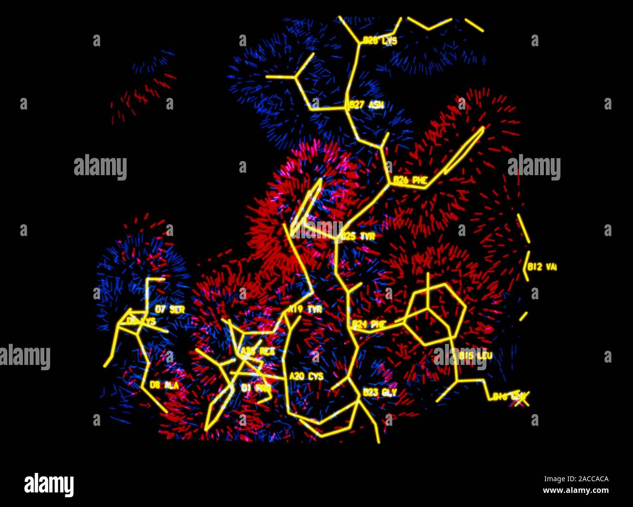 Computer graphics of the receptor binding region of an insulin-like ...