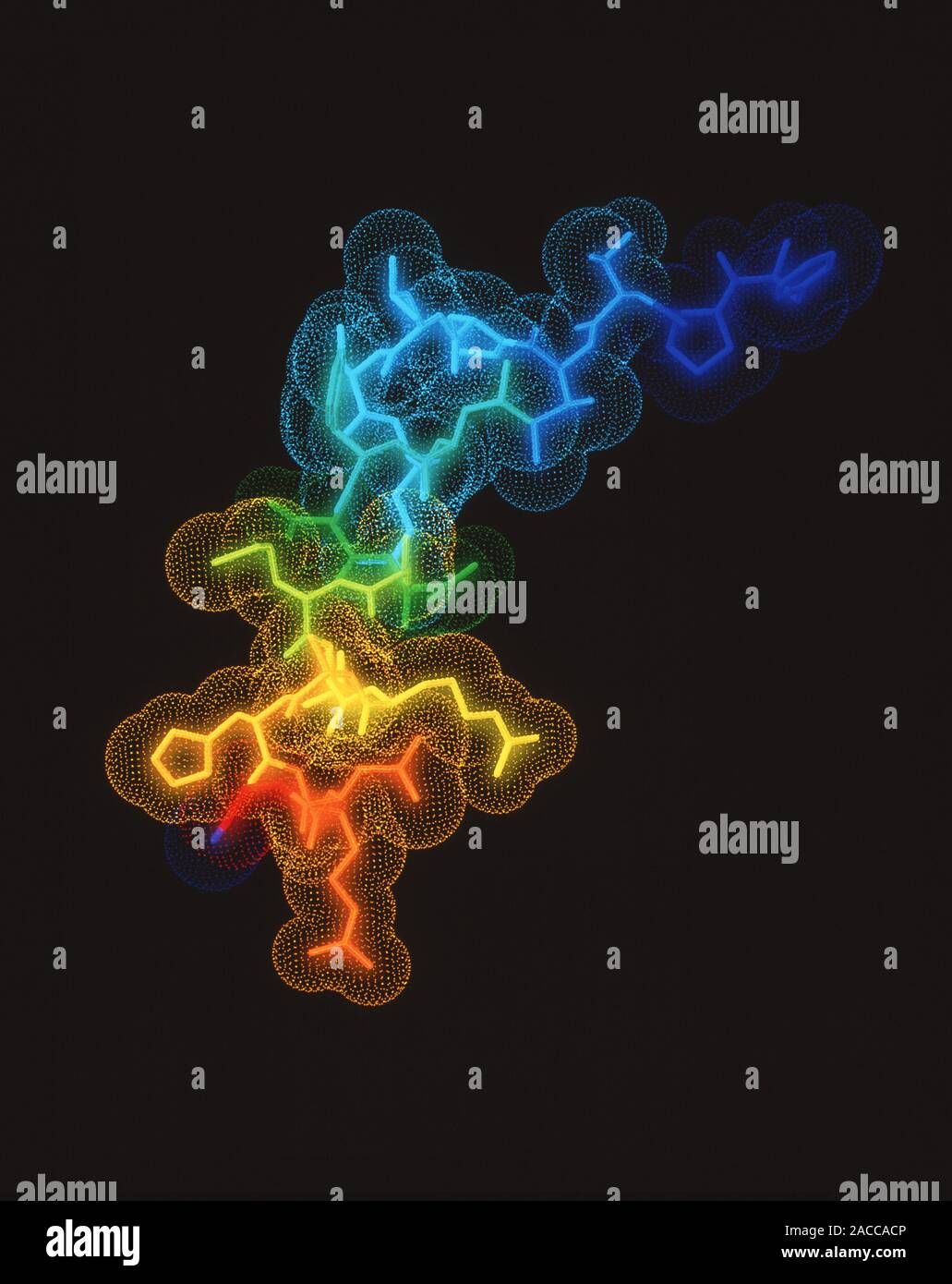 Growth hormone. Computer graphic of a molecule of the protein ...